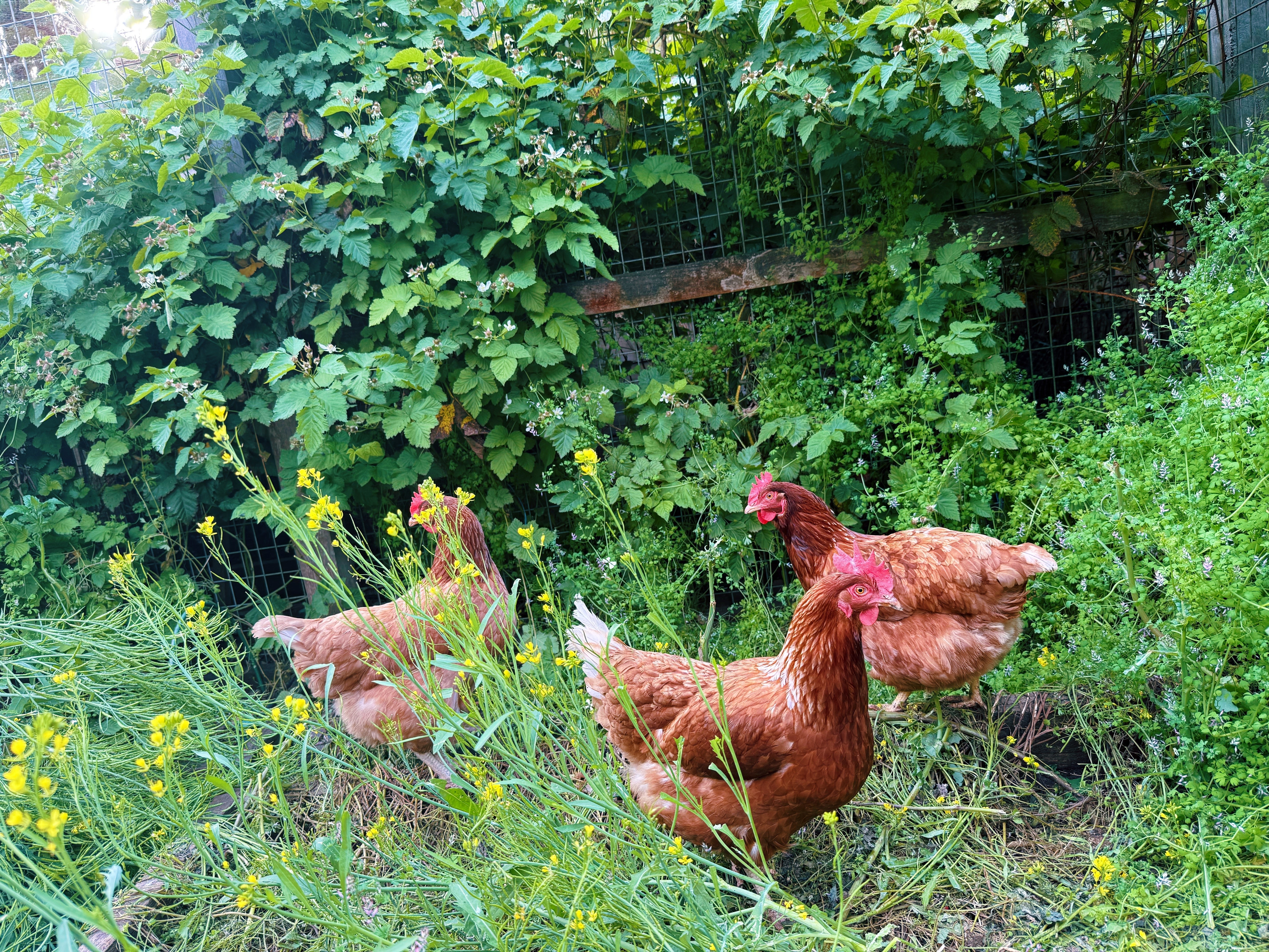 My Chicken City Food Forest: Simple Tricks to Protect Plants from Chic ...